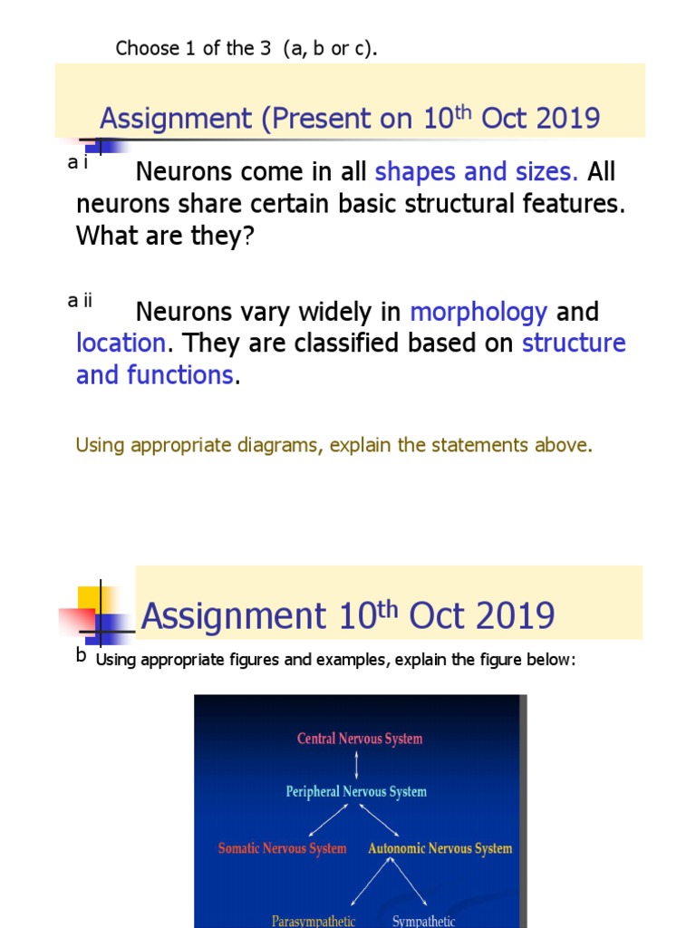Nervous System Assignment Overview | PDF