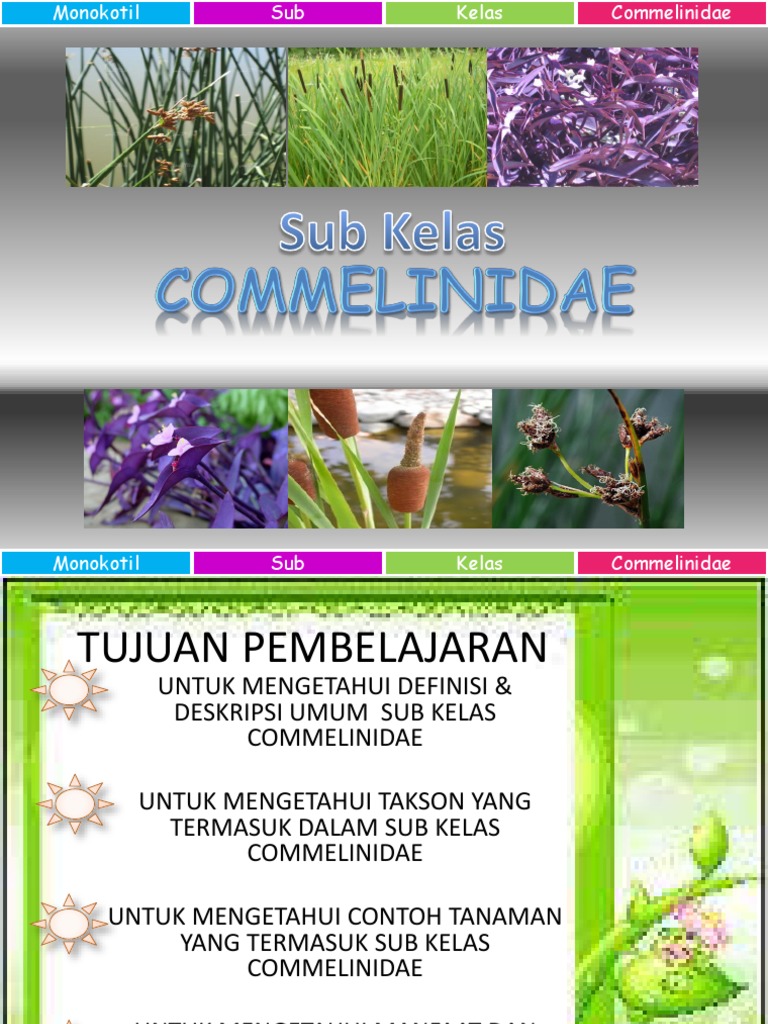 BTT Commelinidae | PDF