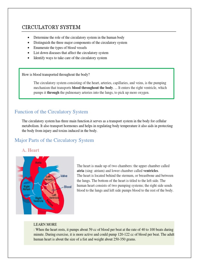 Function of The Circulatory System | PDF | Circulatory System | Blood
