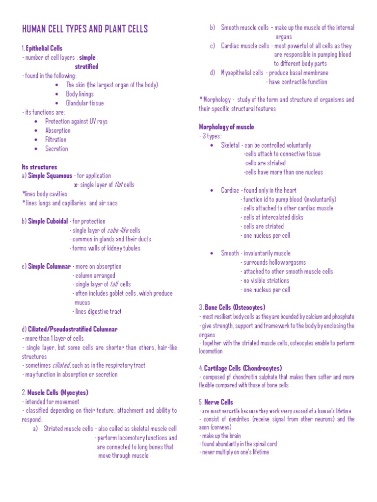 Human Cell Types and Plant Cells: Morphology of Muscle | PDF ...