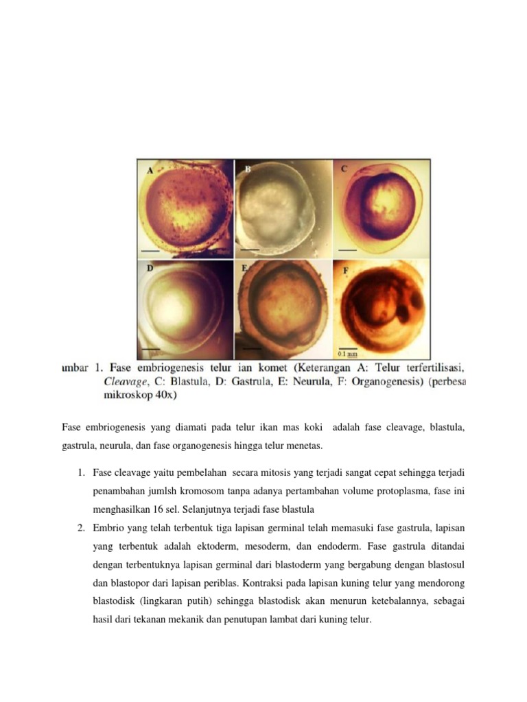 Fase Embriogenesis Ikan Mas Koki | PDF | Sains & Matematika