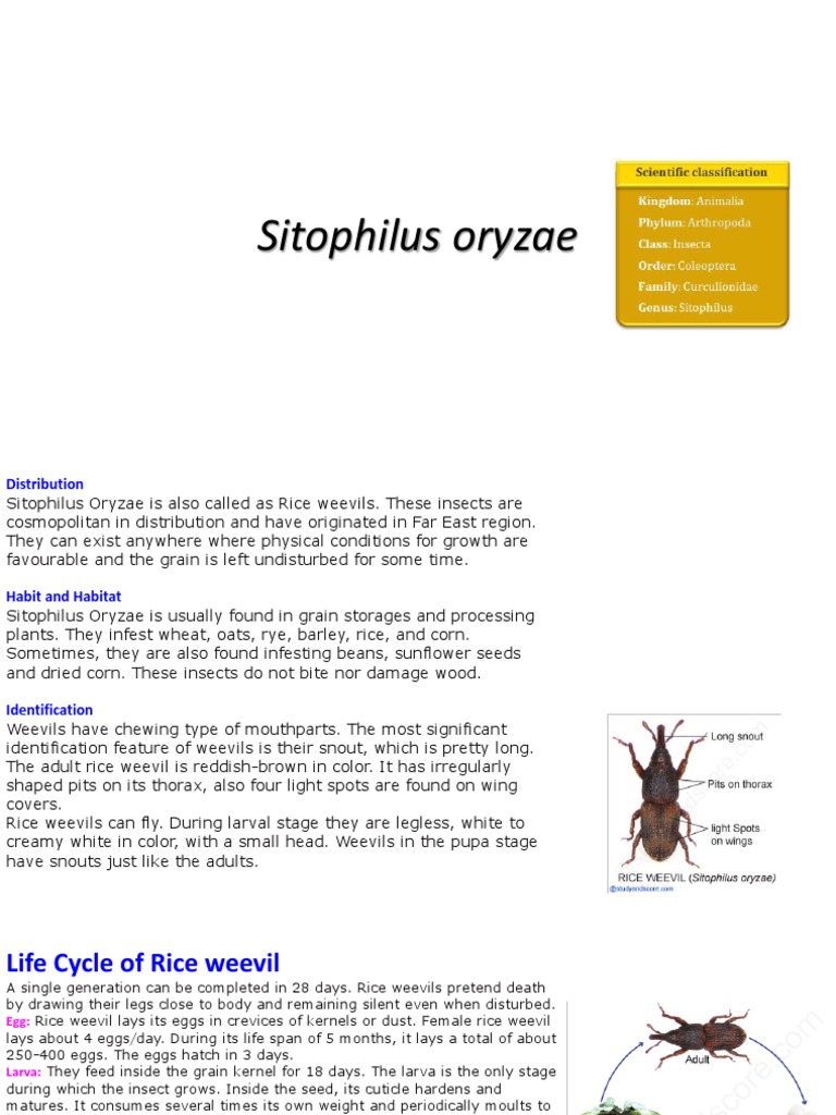 Sitophilus Oryzae | PDF | Pupa | Insects