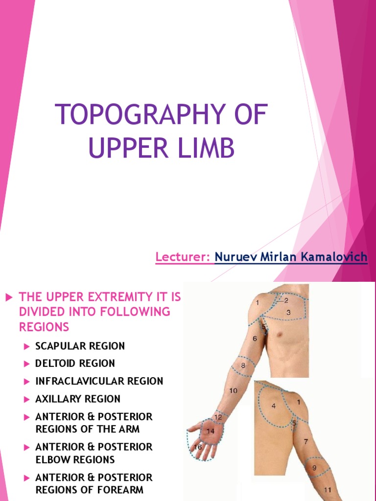 Topography of UPPER LIMB | PDF | Arm | Thumb