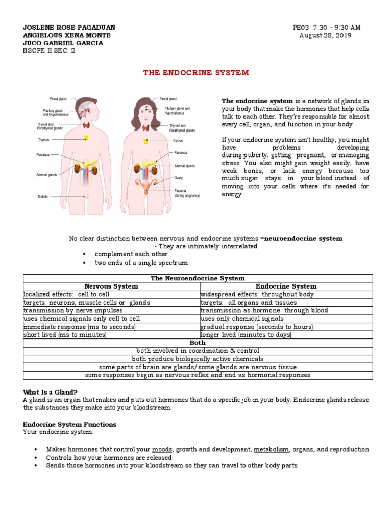 The Endocrine System | PDF | Endocrine System | Hormone