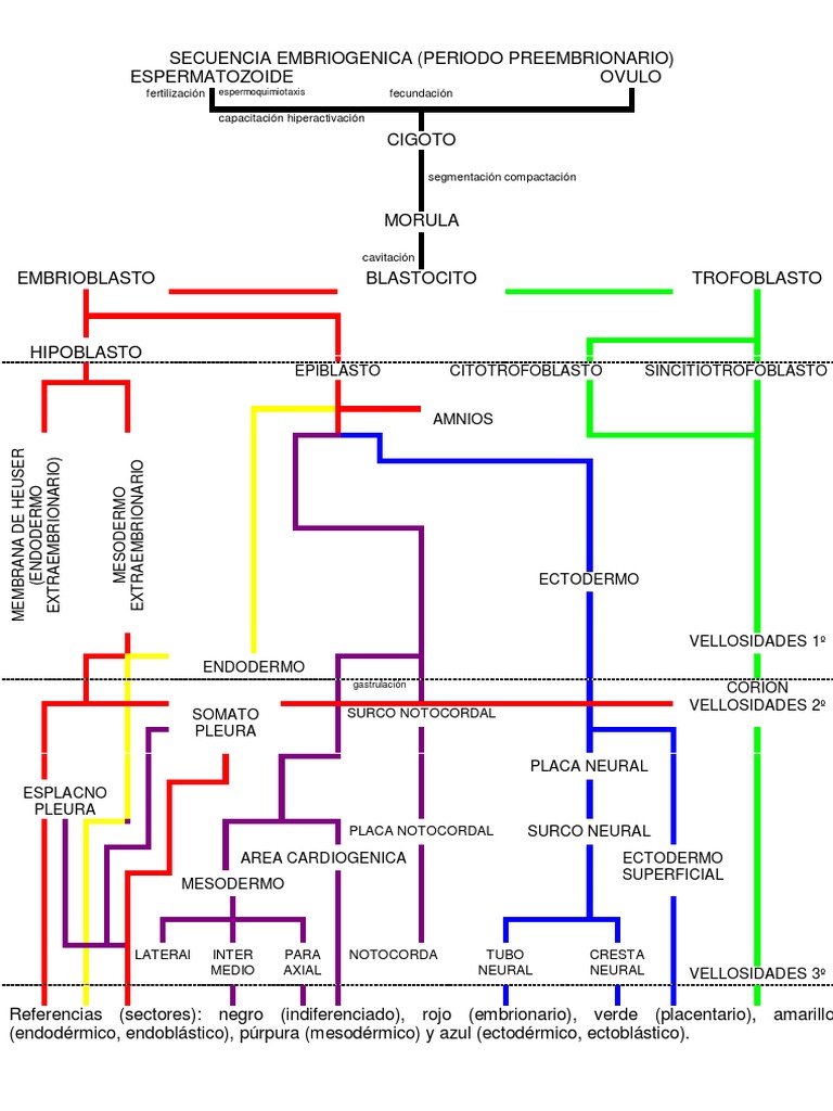 Mapa Conceptual Embrio | PDF | Biología del desarrollo | Tejido (biología)
