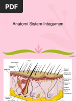 Anatomi Sistem Integumen | PDF