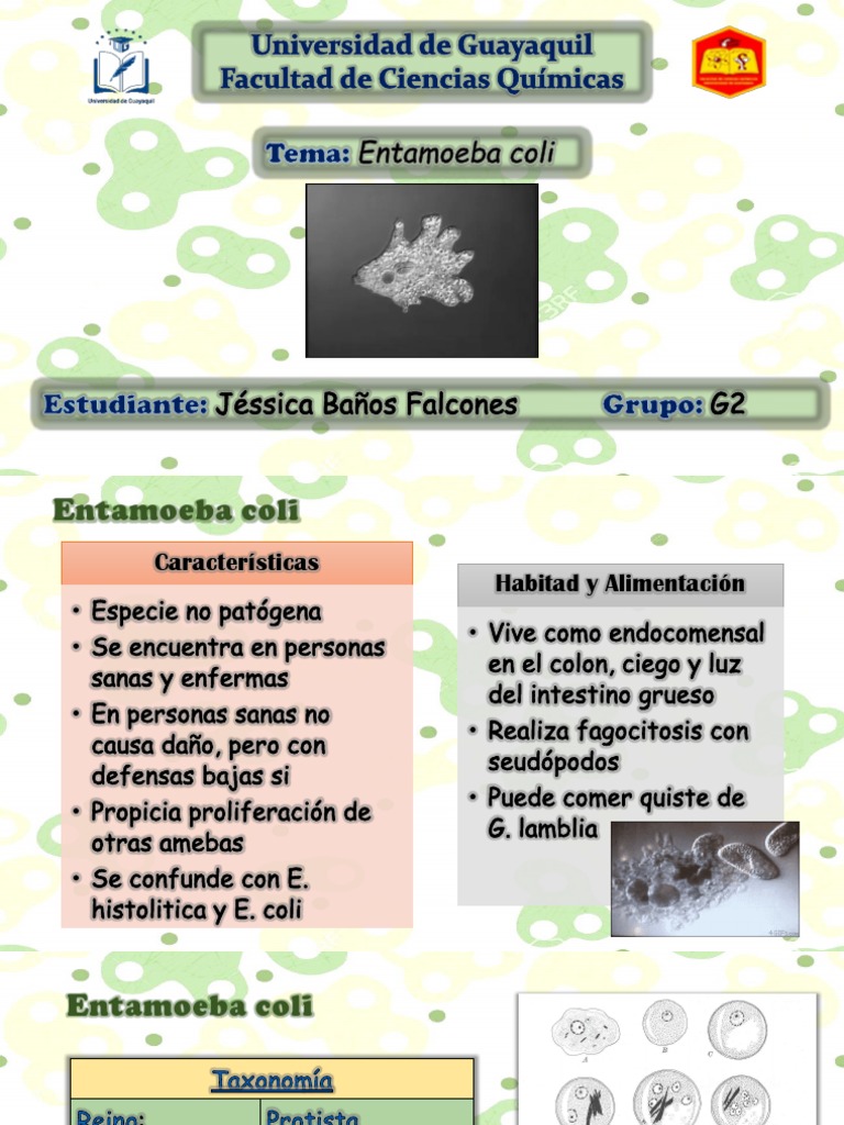 Entamoeba Coli. | PDF