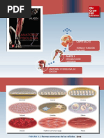 Saladin Anatomia 6a Diapositivas c12 TEJIDO NERVIOSO | PDF | Sinapsis | Potencial de acción