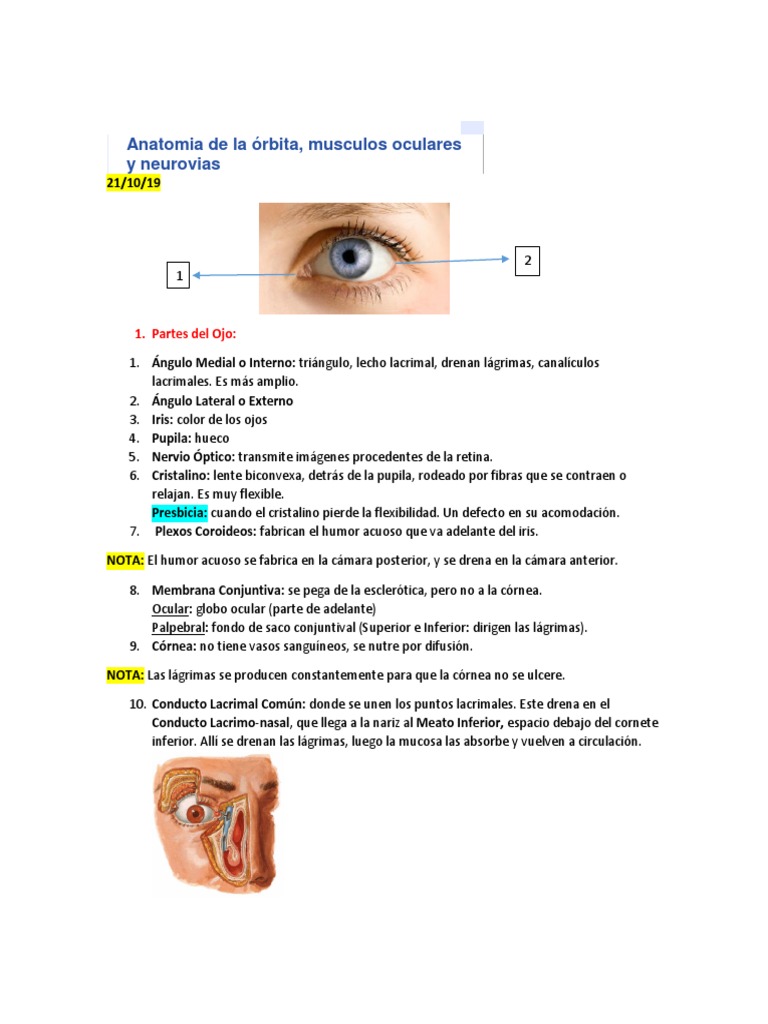 Anatomia de La Órbita | PDF | Ojo humano | Ojo