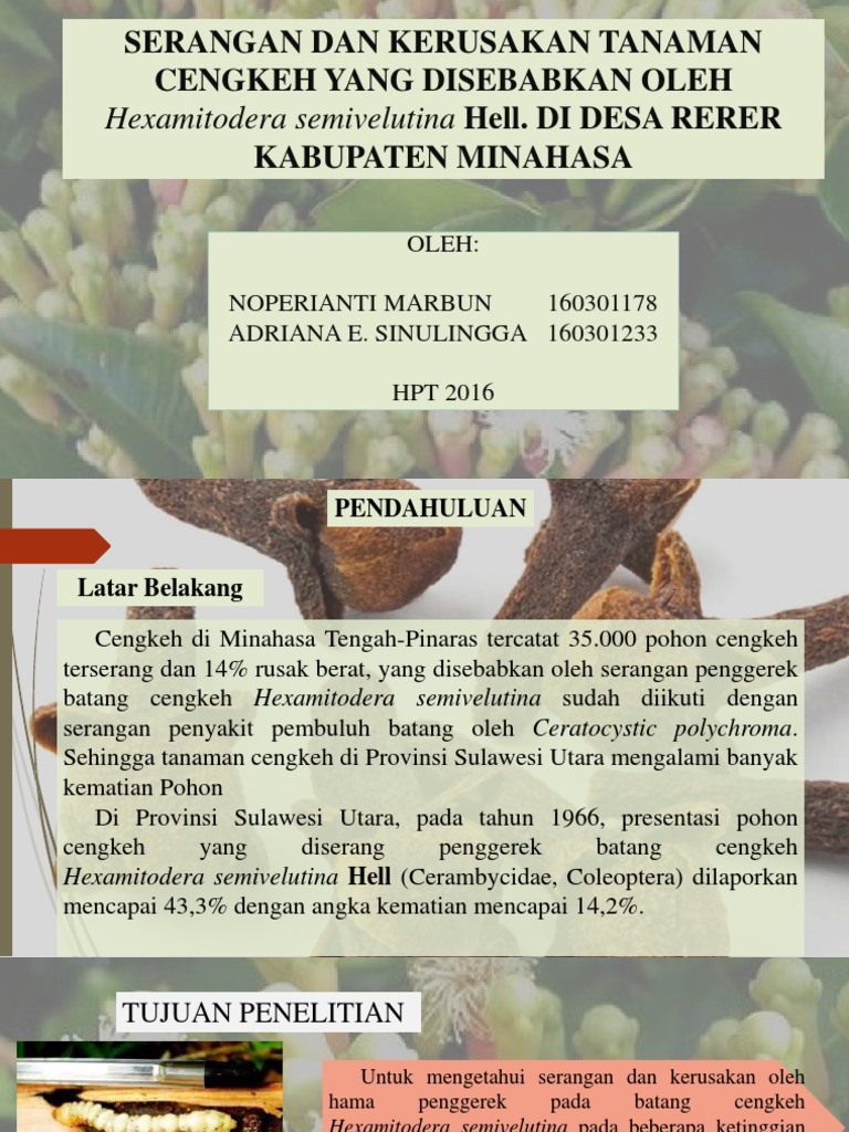 Serangan Hama Cengkeh di Desa Rerer | PDF
