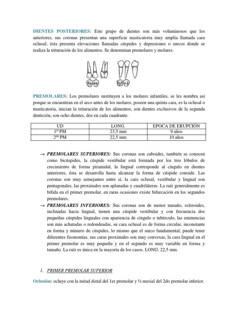 Anatomía de los Dientes Posteriores | PDF | Anatomia dental | Boca