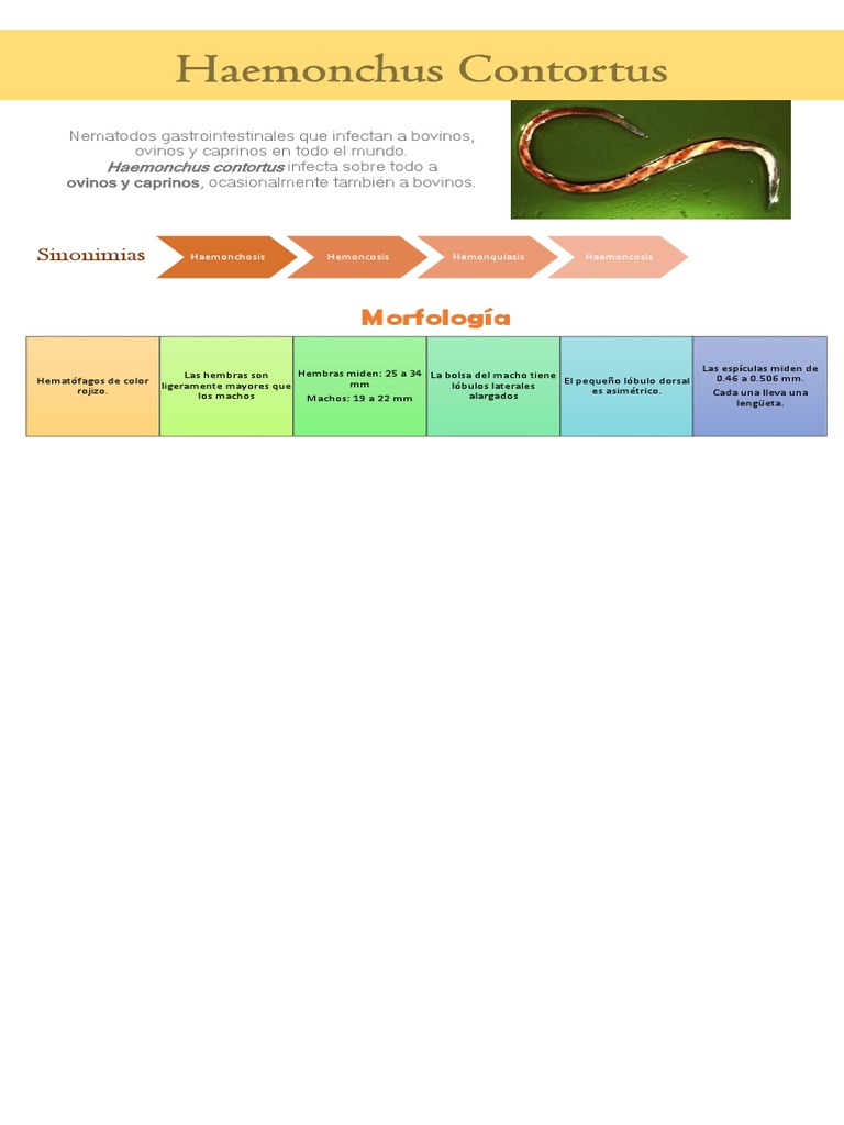 Haemonchus Contortus | PDF