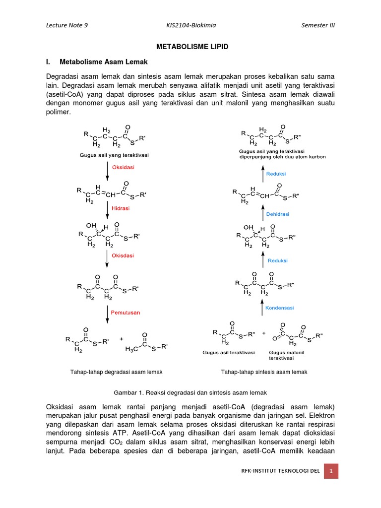 Metabolisme Lipid LN | PDF