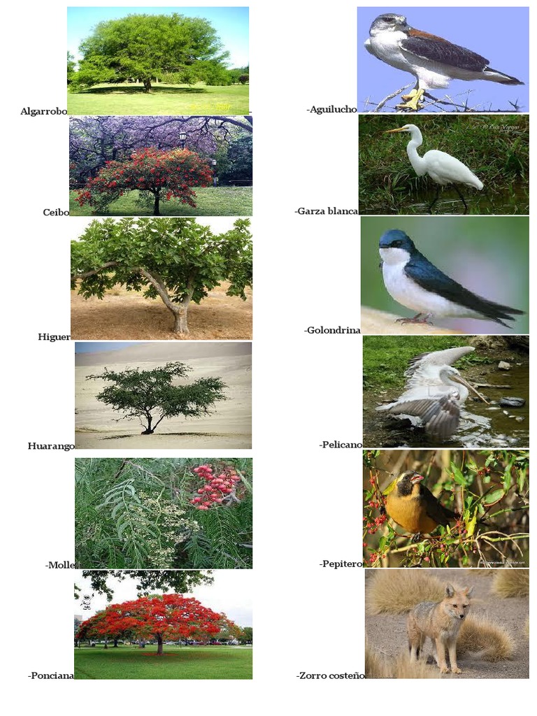 Flora y Fauna de La Costa | PDF
