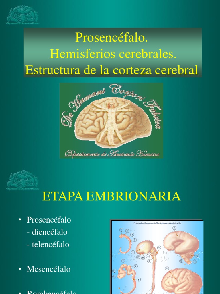 44 Prosencéfalo. Hemisferios Cerebrales. Estructura de La Corteza ...