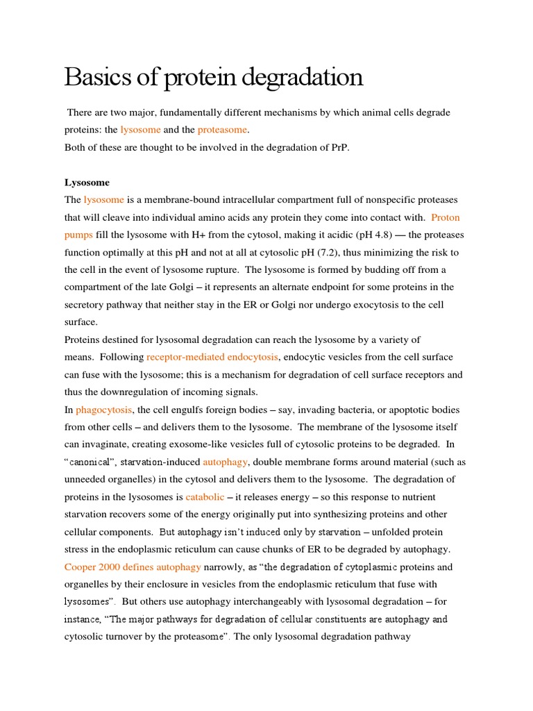 Basics of Protein Degradation | PDF | Lysosome | Proteasome