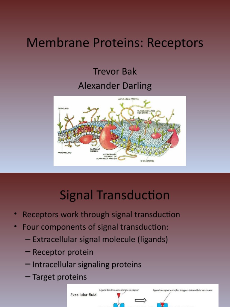 Trans Membrane Proteins Presentation | PDF | Cell Biology | Signal ...