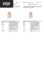 Worksheet Nails | PDF | Nail (Anatomy) | Integumentary System