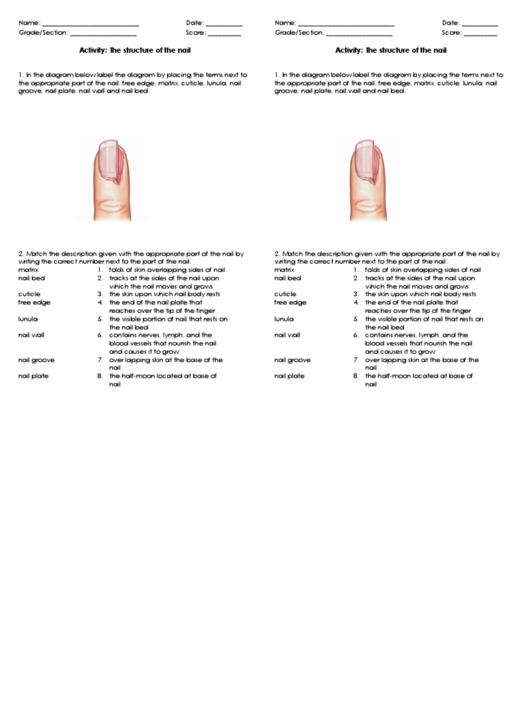 Structure of The Nail | PDF | Nail (Anatomy) | Integumentary System