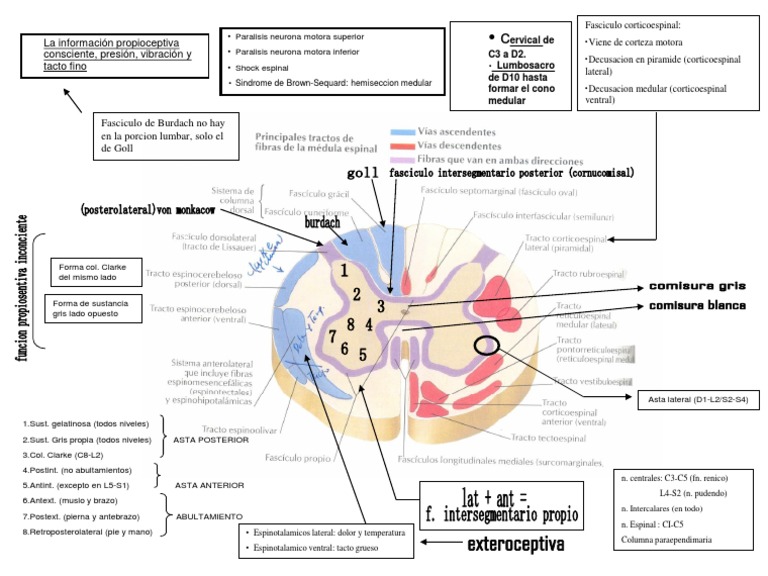 Corte de Médula Espinal | PDF | Médula espinal | Órgano (anatomía)