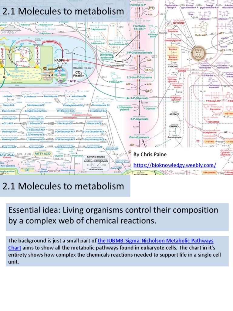 2.1 Molecules To Metabolism-STUDENT | PDF | Metabolism | Biochemistry