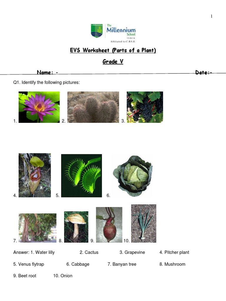 EVS Worksheet (Parts of a Plant) Grade V Name: - Date: | Plants | Flowers