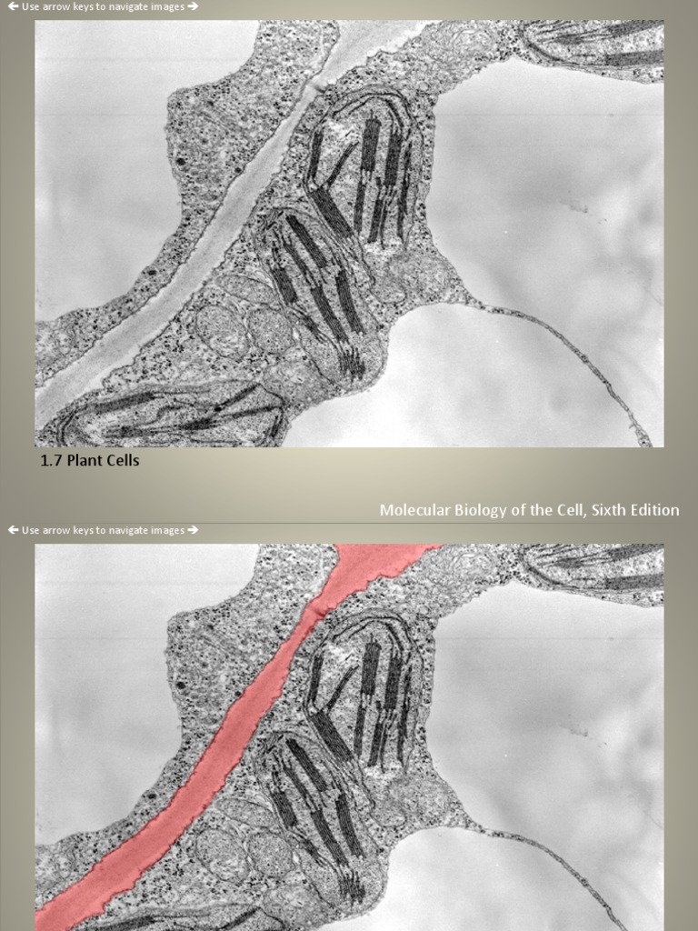 Overview of Plant Cell Structures | PDF