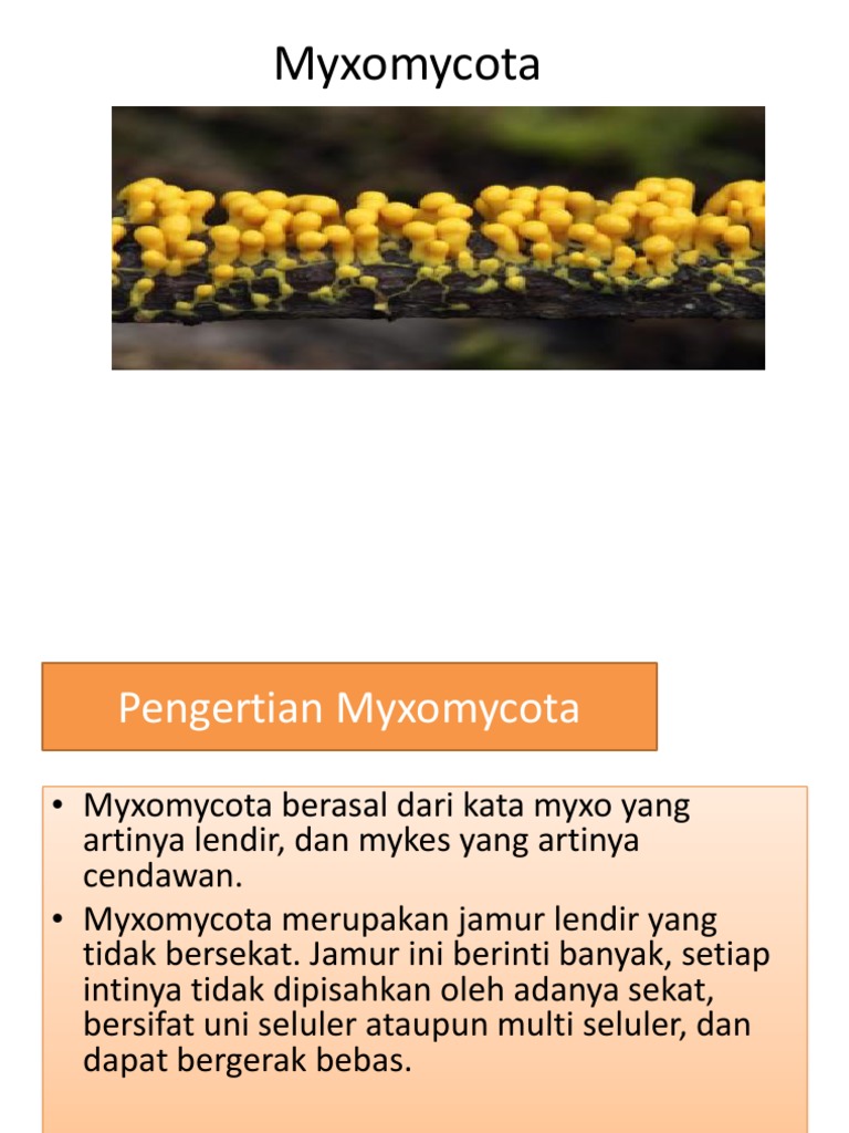 Myxomycota-1 | PDF