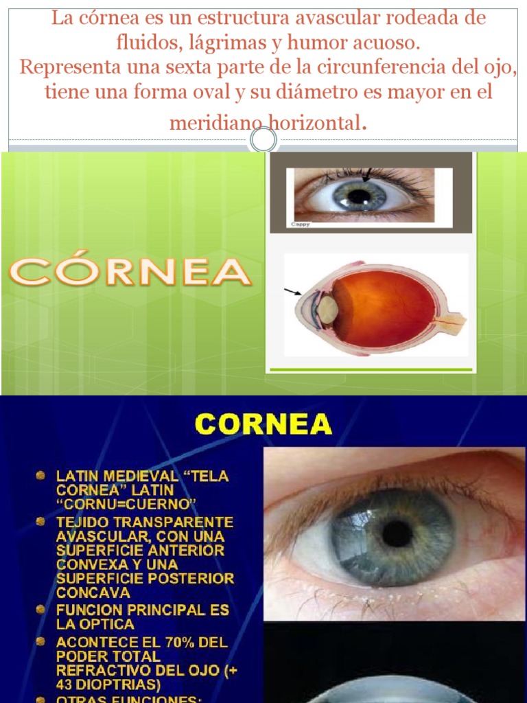 Funciones y anatomía de la córnea | PDF | Córnea | Ojo