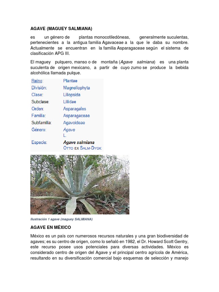 Agave Pavka Proyecto | Descargar gratis PDF | Hoja | Botánica