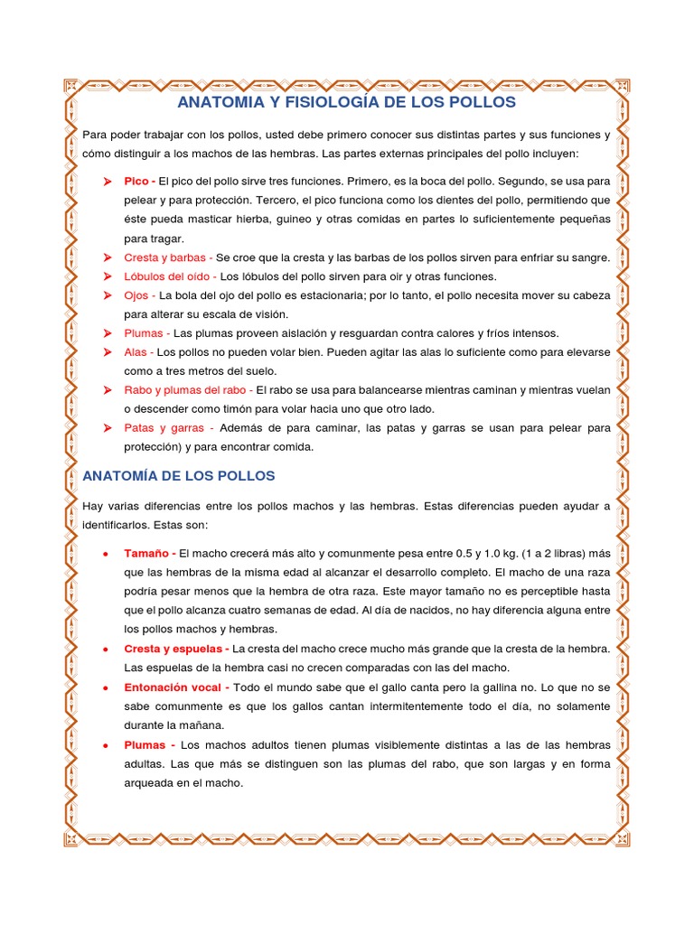 Anatomia y Fisiologia Del Pollo | PDF | Pollo | Anatomia animal