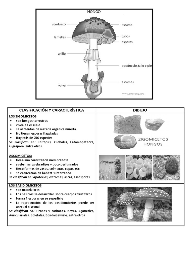 Partes Del Hongo | PDF | Espora | Hongo