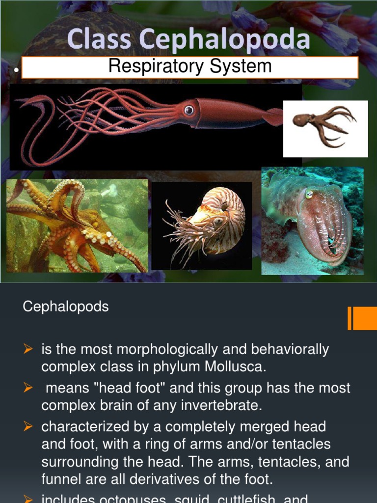 Class Cephalopods | PDF | Octopus | Gill
