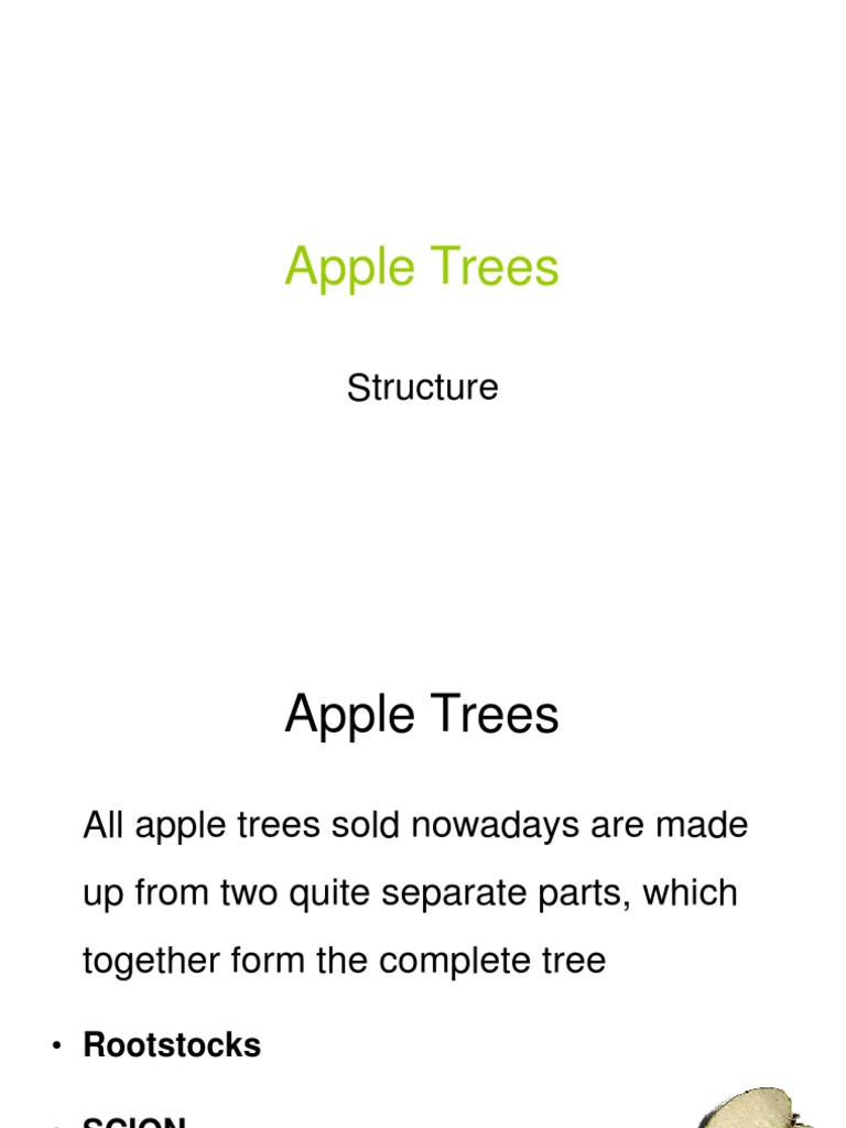 Apple Trees | PDF