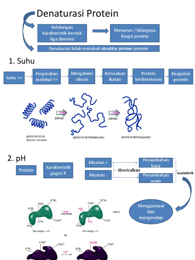 Denaturasi Protein | PDF