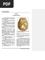 1 Region Superciliar | PDF | Cráneo | Anatomía humana