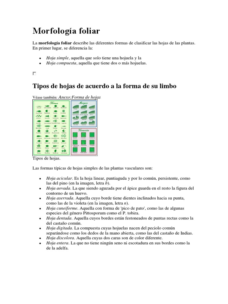 Morfología Foliar: Tipos de Hojas de Acuerdo A La Forma de Su Limbo ...
