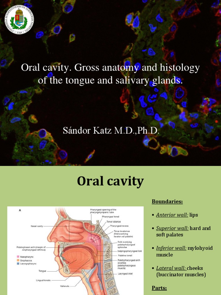 Oral Cavity. Gross Anatomy and Histology of The Tongue and Salivary ...