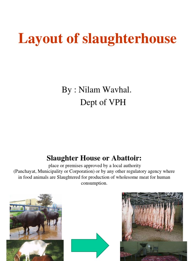 Layout of Slaughterhouse: By: Nilam Wavhal. Dept of VPH | PDF | Slaughterhouse | Animal Slaughter