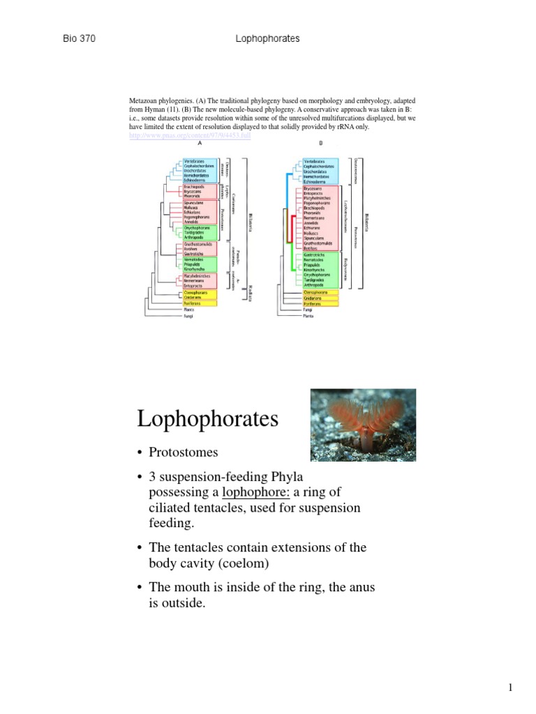 Lophophorates: Biology 370 1 | PDF | Organisms | Protostomes