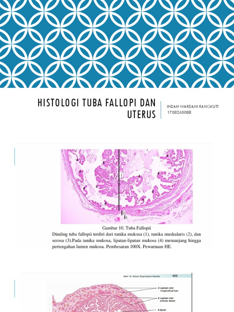 Histologi Tuba Fallopi Dan Uterus: Indah Wardani Rangkuti 1708260088 | PDF
