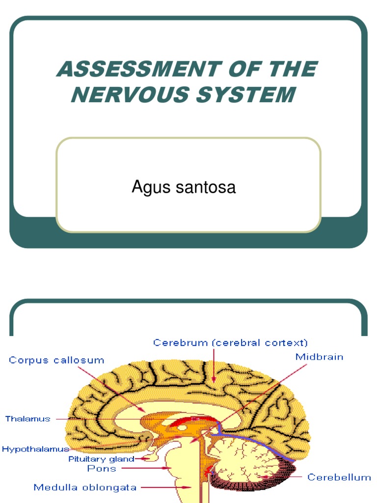 Assessment of The Nervous System | PDF | Foot | Human Leg