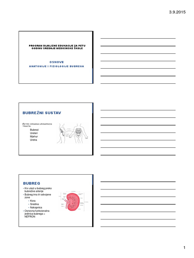 Anatomija I Fiziologija Bubrega PDF | PDF