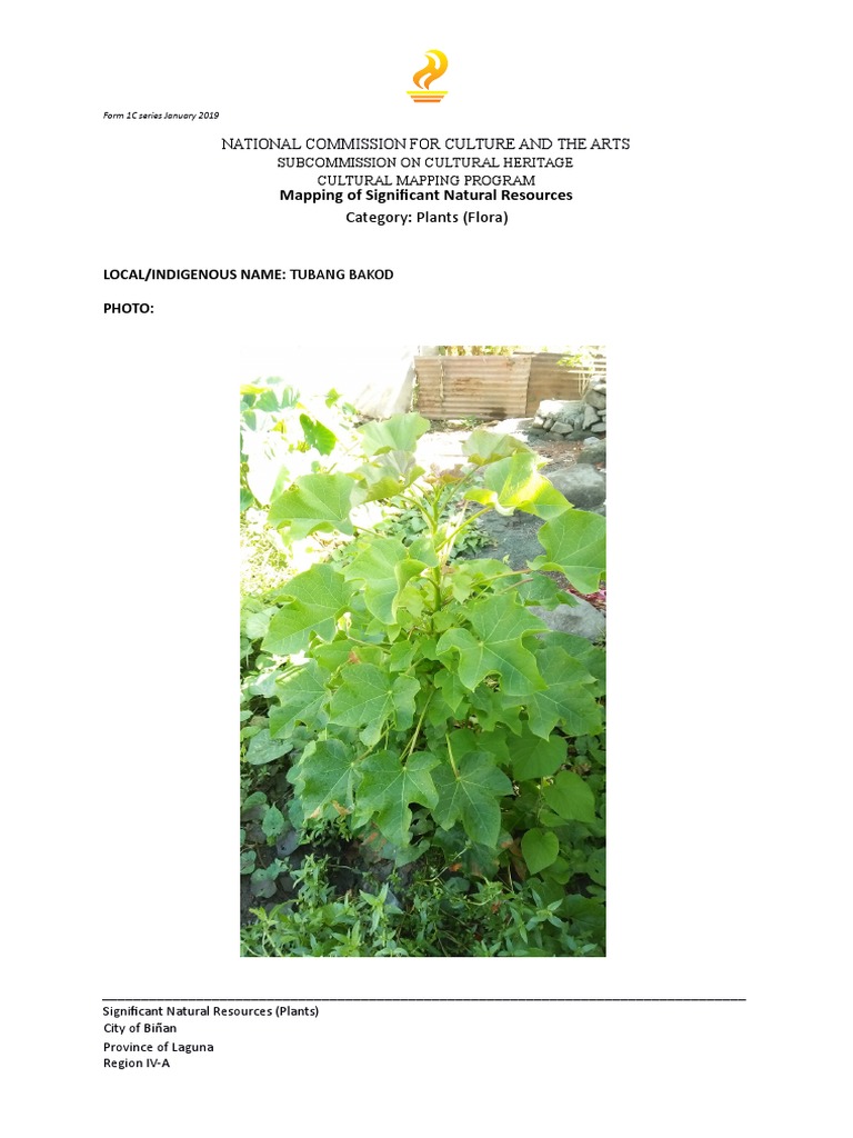 Tubang Bakod | PDF | Plants | Organisms