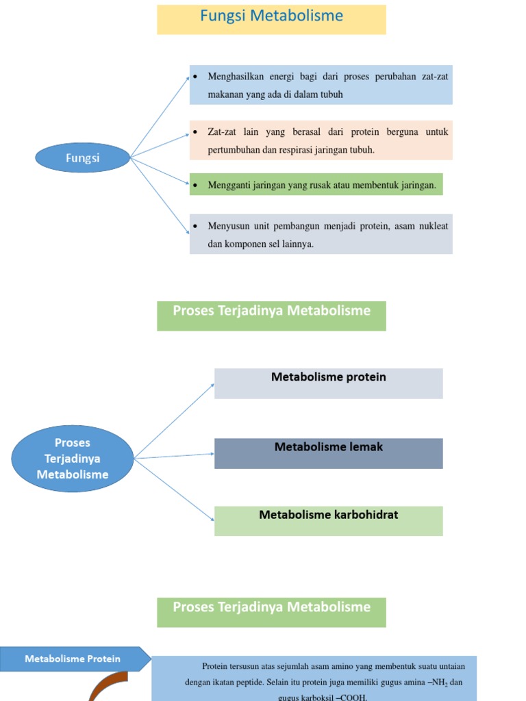 Fungsi Dan Proses Metabolisme | PDF