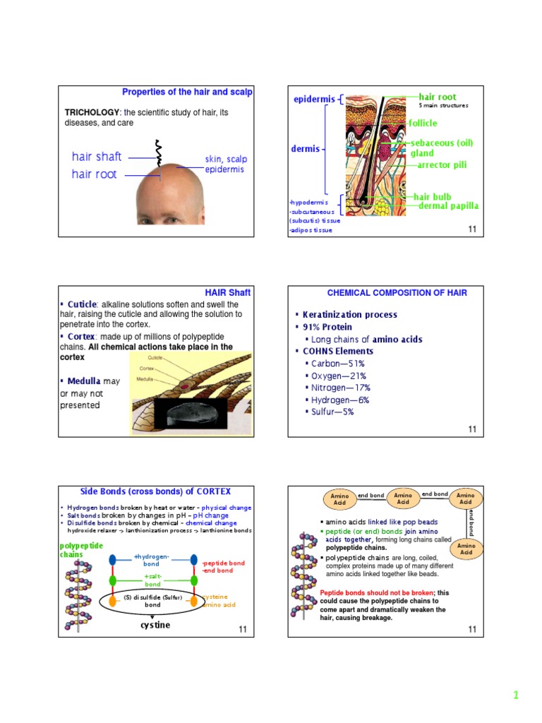 Hair Shaft Hair Root: Properties of The Hair and Scalp | PDF | Hair ...