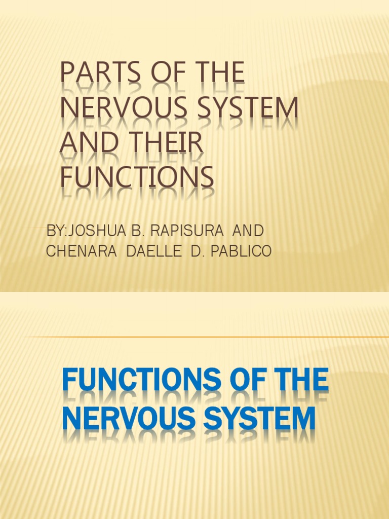 The Structures and Functions of the Nervous System: An In-Depth Look at ...