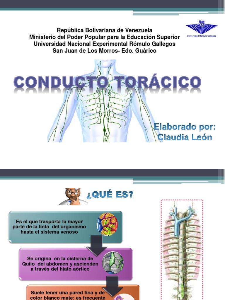 Conducto Toracico | PDF | Sistema linfático | Angiología