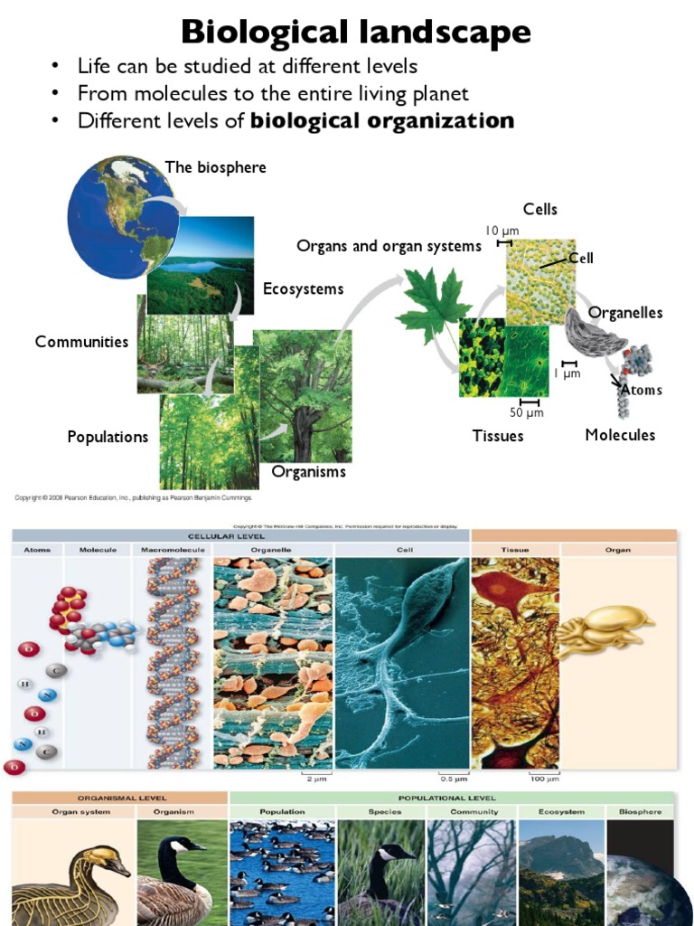 Life Can Be Studied at Different Levels - From Molecules To The Entire ...