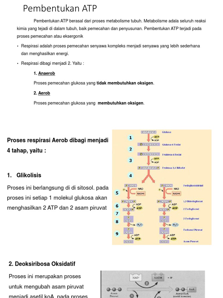 Pembentukan ATP | PDF | Sains & Matematika